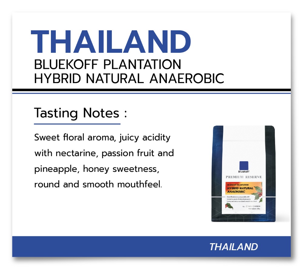 Bluekoff Plantation Hybrid Natural Anaerobic - Bluekoff : Good Coffee Maker